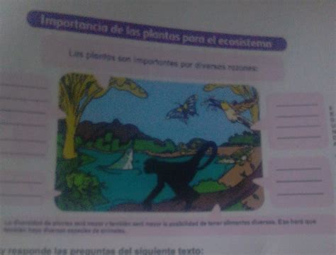 Importancia De Las Plantas Para El Ecosistemalas Plantas Son
