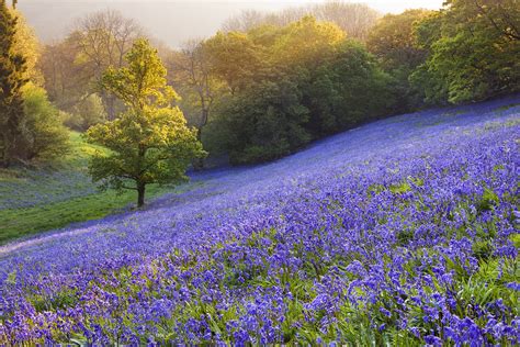 Img5325sm Bluebell Field Minterne Magna Dorset Taken On Flickr