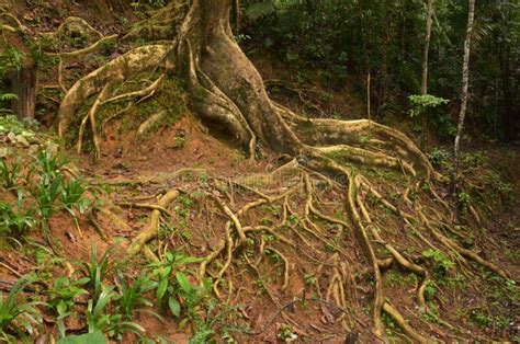 Tree Roots Stock Photo Image Of Tree Area Roots Moisture