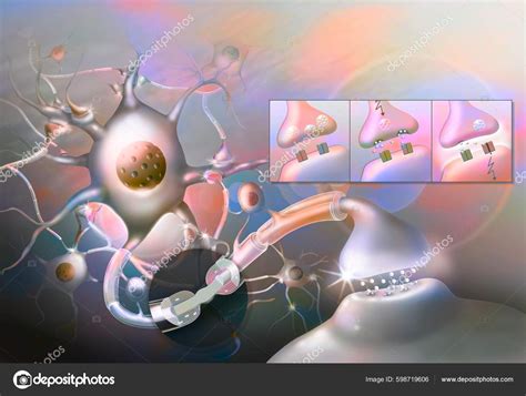 Nerve Impulse Central Nervous System Neural Network Zoom Ranviers Node