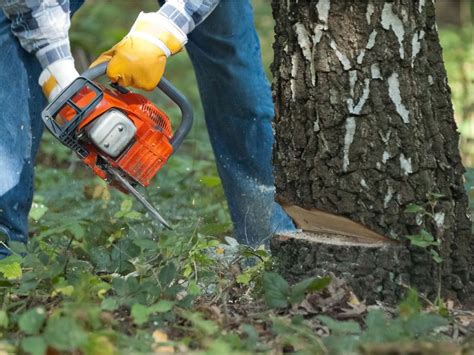 How To Kill Tree Roots Tips For Killing Trees Gardening Know How