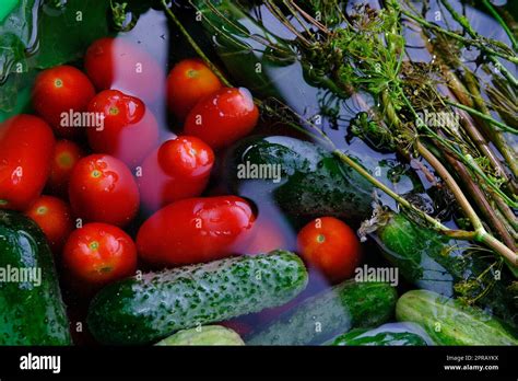 The Cucumbers Tomatoes And Dill Are Ready For Pickling Once They Have