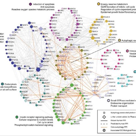 Network Representation Of Core Autophagy Proteins Autophagy Regulators