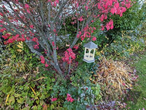 Google Pixel Pro Vs Pixel Photo Comparison Which Camera Takes The Win