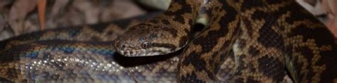 Reliable Spotted Python Capture And Relocation Call 0413028081