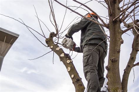 Gardener Pruning Trees Stock Image Image Of Garden 268724353
