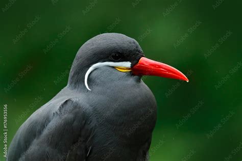 Inca Tern Larosterna Inca Bird On Tree Branch Portrait Of Tern From