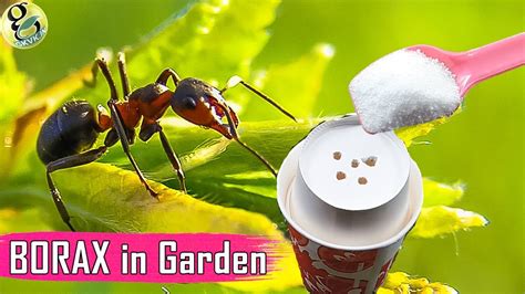 Boric Acid Ant Control Recipe Besto Blog