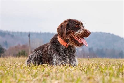 Wirehaired Pointing Griffon Puppies Price Facts Temperament