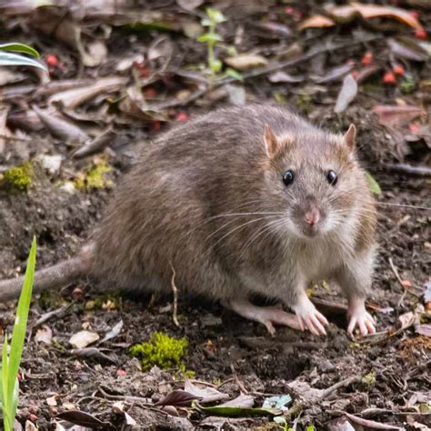 Identify Your Pest East Bay California Exterminating Service