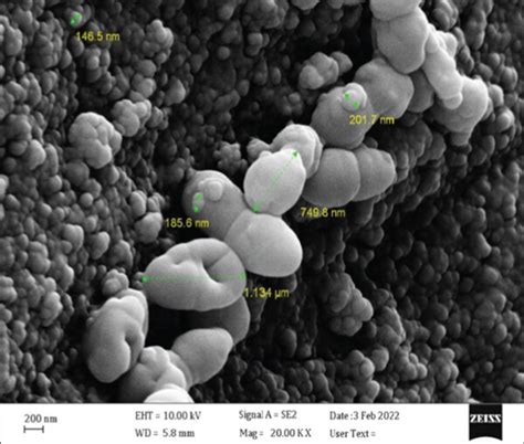 E Faecalis Biofilm Formation Confirmed By The Scanning Electron