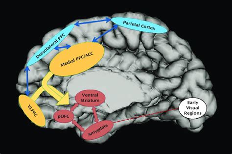 Neural Circuits Implicated In Emotion Dysregulation In Adhd A