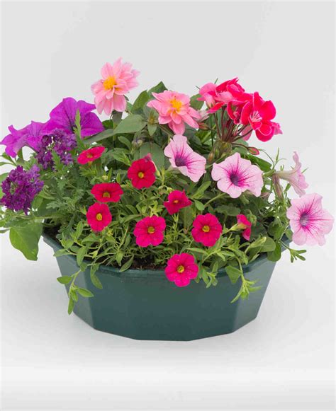 Speed Planter Sophistication Hayloft
