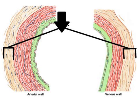 Bio 313 Module 7 Digestive System Histology Flashcards Quizlet