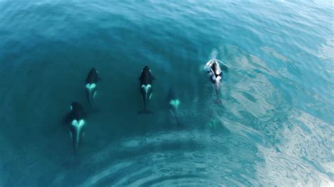 Orca Vs Dolphin Whats The Difference