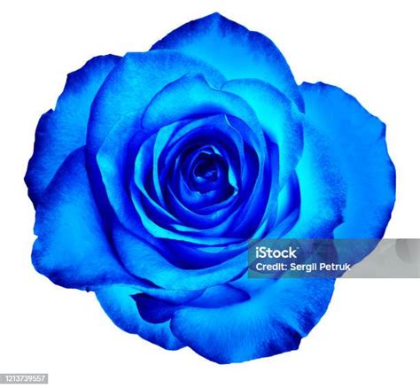 고전적인 파란색으로 아름답게 피는 장미의 꽃봉오리는 흰색 배경에 고립되어 있습니다 0명에 대한 스톡 사진 및 기타 이미지 0명 꽃 나무 꽃 식물 Istock