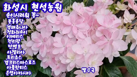 화성시현석농원 꽁꽁 얼어버린 12월의첫날별수국쿠션푸쉬겹패츄니아분홍용담아이비제라늄아젤리아이메리스겹크리스마스로즈천리향만병초트리쵸스동백사랑초~ Youtube