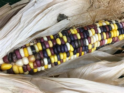 Native American Tribes Food