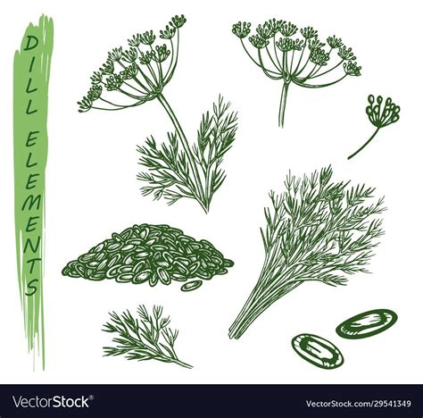 Укроп рисунок - 62 фото