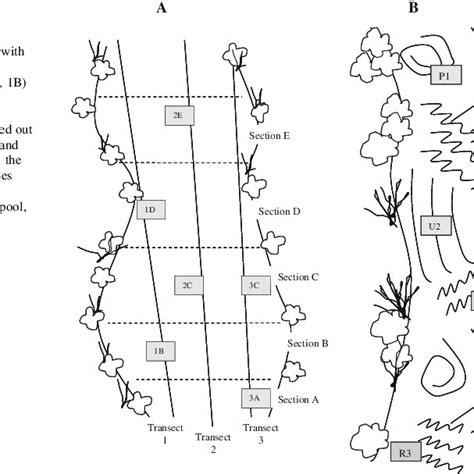 The Transect Sampling Design A Consisted Of Three Longitudinal