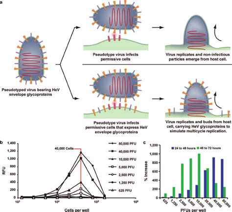 New Multicycle Viral Replication Assay A When Hev G And F