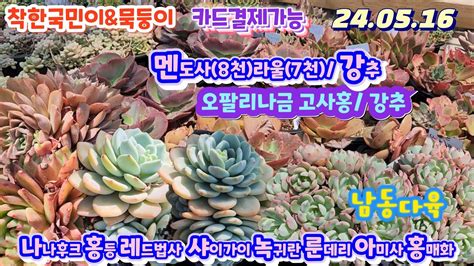 남동다육 2착한가격 이쁜아가들 엄청많네요나나후크미니멘도사캐비어오팔리나금라즈아가금루비도나벽어연금라울홍매화홍등고사홍머니메이커금레드법사룬데리녹귀란