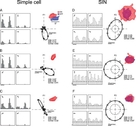 Receptive Field Structures And Orientation Tunings Of Three Simple Download Scientific Diagram