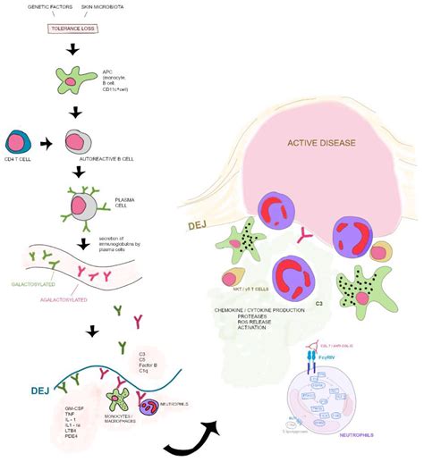 Epidermolysis Bullosa Acquisita Epidermolysis Bullosa Skin