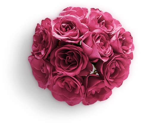 鲜艳红花免费下载