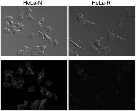 The Photos Show The Virus Binding To The Cell Surface Molecule S Of Download Scientific