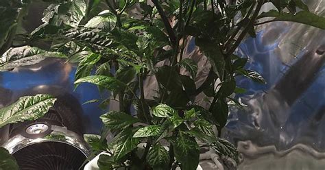New Hydroponic Tote For Tridad Scorpion And Ghost Pepper Plants Album On Imgur