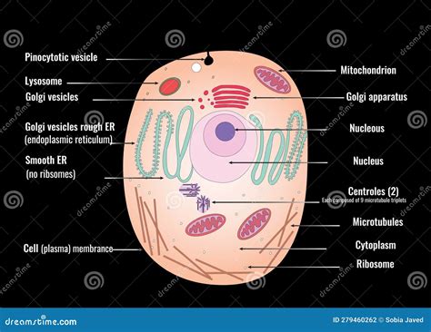 Animal Cell Electron Microscope Labelled