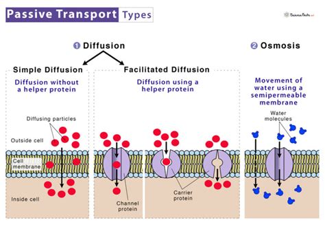 Passive Transport Examples