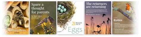 21 Facts On Nightingale Tweetapedia Living With Birds