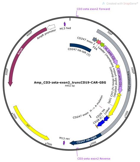 Addgene Puc19 Hdrt Cd3z Trunccargsg Anti Cd19
