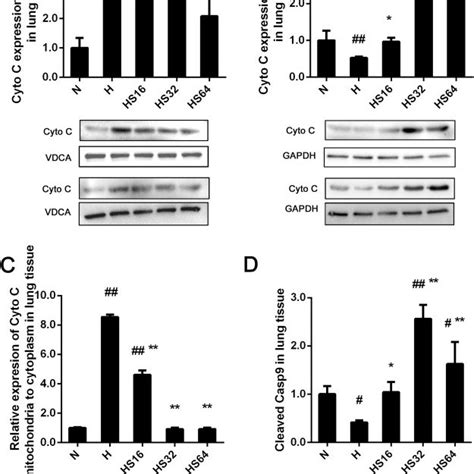 Salidroside Enhanced Cytochrome C Release And Caspase 9 Cleavage In Download Scientific Diagram