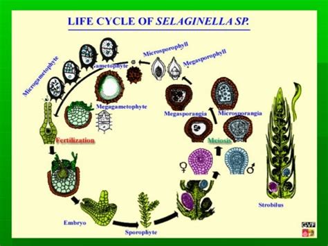 Lycopodiophyta