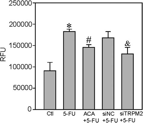 Effect Of Trpm2 Mediated Calcium Signaling On Cell Proliferation And