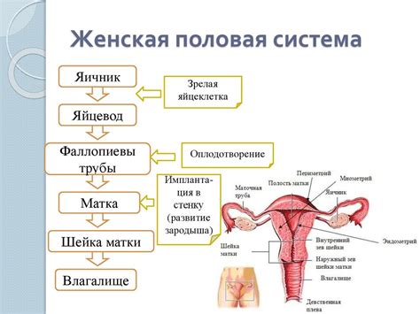 Женская Половая Система Картинки Telegraph
