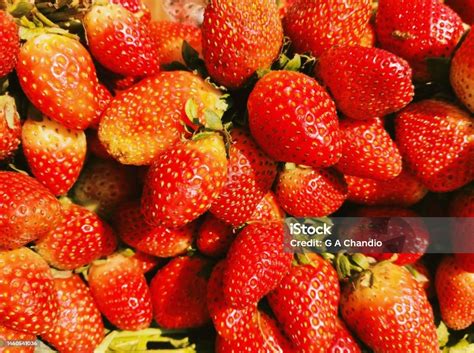 잘 익은 딸기 과일 레드 육즙 딸기 정원딸기 식물 과일 음식 프레사 모랑고 프라가리아 아나나사 베리 스트로베리 클로즈업 이미지 그림 스톡 사진 0명에 대한 스톡 사진 및