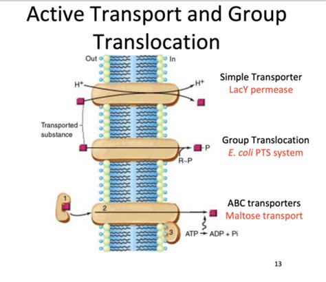 Lecture Transport And Secretion Getting Things In And Out Of The Cell Flashcards Quizlet
