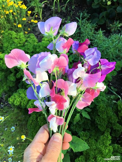 Sweet Pea Flowers Artofit
