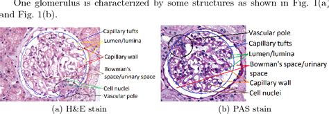 Glomerular Histology Labeled