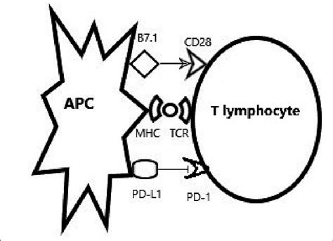 Interactions Between Antigen Presenting Cell Apc And T Lymphocytes Download Scientific Diagram