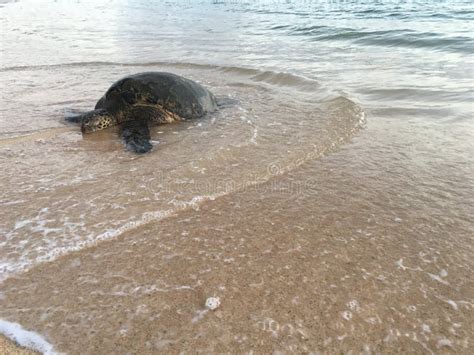 Turtle At Poipu Beach During Sunset On Kauai Island In Hawaii Stock