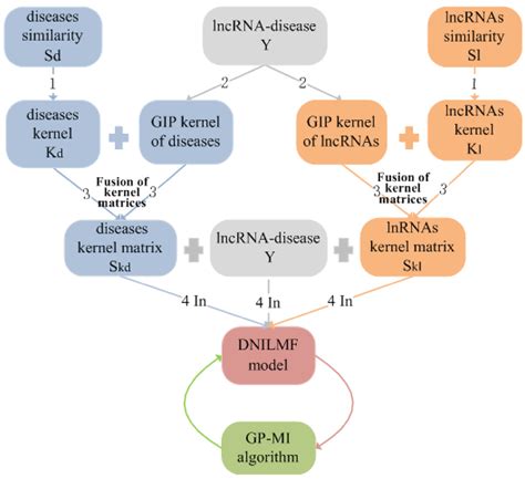 Genes Free Full Text Dnilmf Lda Prediction Of Lncrna Disease Associations By Dual Network