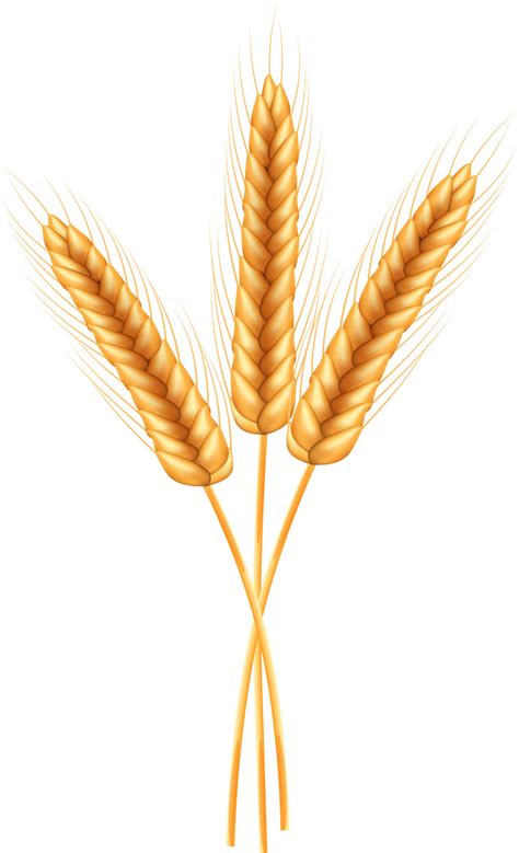 Wheat Vector Illustration 10929179 Vector Art At Vecteezy