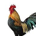 Casualfarmer Audio Books Best Sellers Author Bio