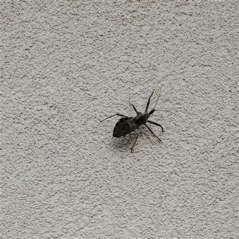 oklahoma city locals wonder what bug this is r whatsthisbug