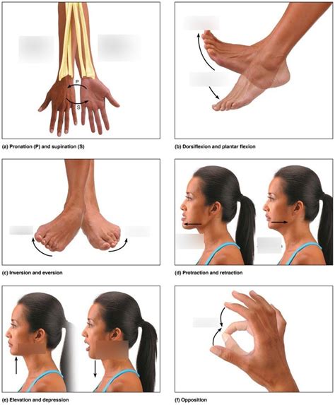 synovial joint movements 2 diagram quizlet